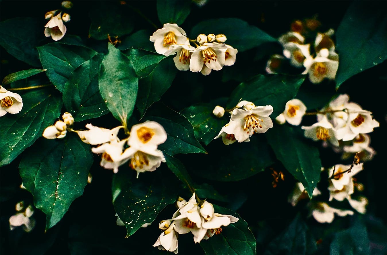 Jasmine - Bahoma London